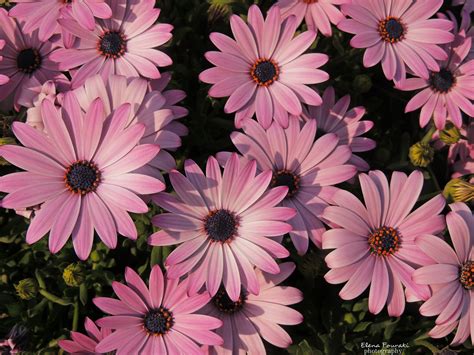 Fondo De Pantalla De Flores