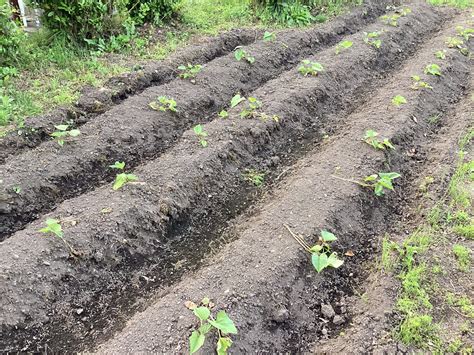 植えて10日後のサツマイモ 2525ひととき