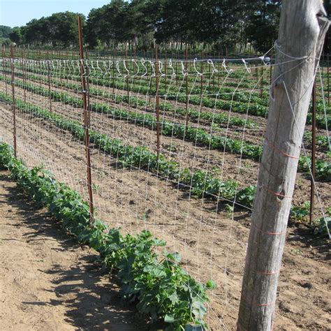 Trellis Netting Syfilco Ltd
