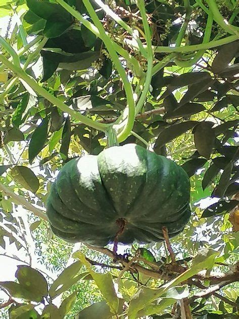 Squash And Its Edible Parts PeakD