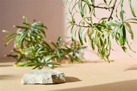 에코 제품의 프리젠 테이션을위한 돌 연단 나뭇잎과 자연 그림자가있는 자연석 Championship에 대한 스톡 사진 및 기타 이미지 Championship