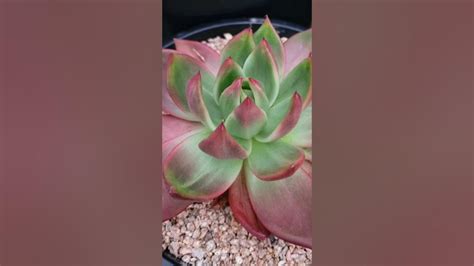 명품다육 창다육 다육이 Youtube