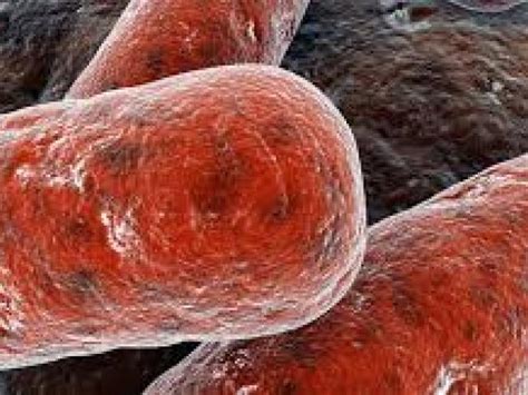 Research A Comparison Of Antigen Specific T Cell Responses Induced By