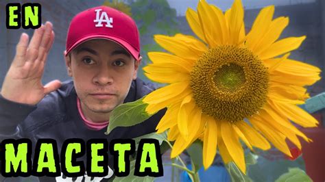 Cómo plantar un girasol en maceta Guía paso a paso para cultivar en