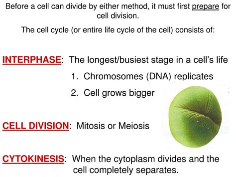 Ppt How Many Chromosomes Are Found In Each Human Body Cell
