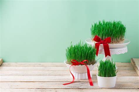 부활절 그린 밀 잔디 작은 다양 한 크기 Novruz 봄 축 하 자연 각 성 기호 신선한 녹색 곡물 나무 테이블 Semeni