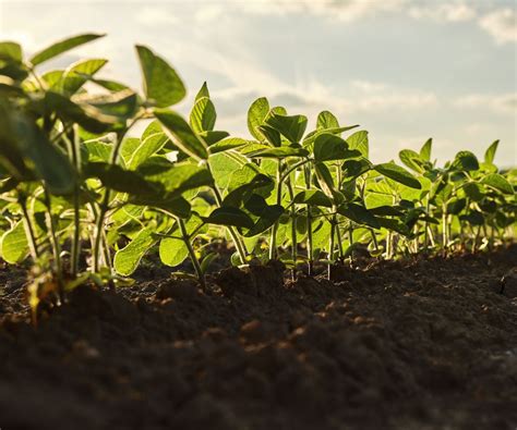 How To Make Soil More Acidic 11 Ways To Amend Your Soil S PH Homes And Gardens