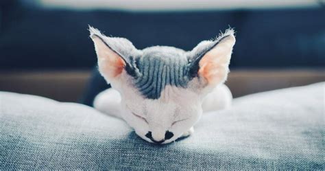 【獣医師監修】デボンレックスってどんな猫？性格・体重・寿命の特徴・迎え方 ペトコト（petokoto）