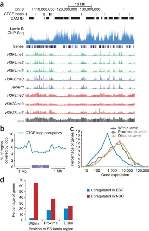 Lamin Associated Domains Lads In Embryonic Stem Cells A Multiple