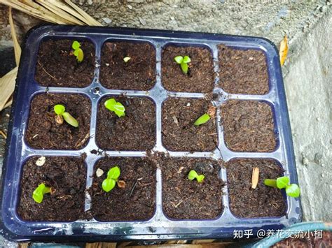 播种育苗详细指南种子催芽到幼苗养护全攻略 知乎