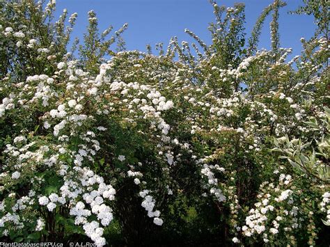 Spiraea X Vanhouttei Kwantlen Polytechnic University School Of