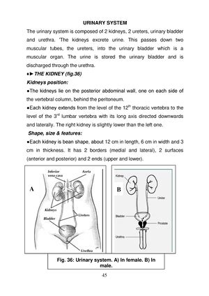 Bones Introductory Human Anatomy Course BONES Bone Is A Living Tissue Capable Of Changing