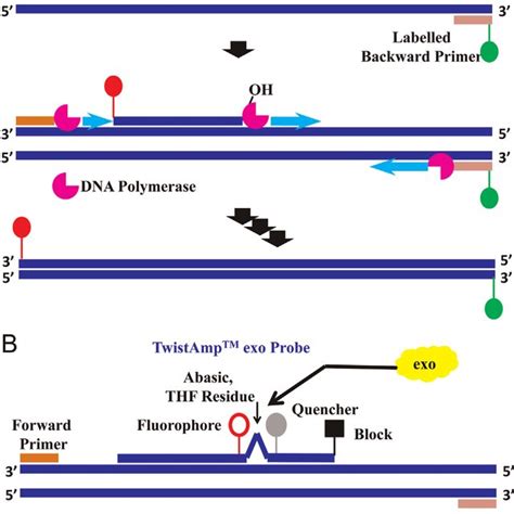 Pdf Advances In Isothermal Amplification Novel Strategies Inspired