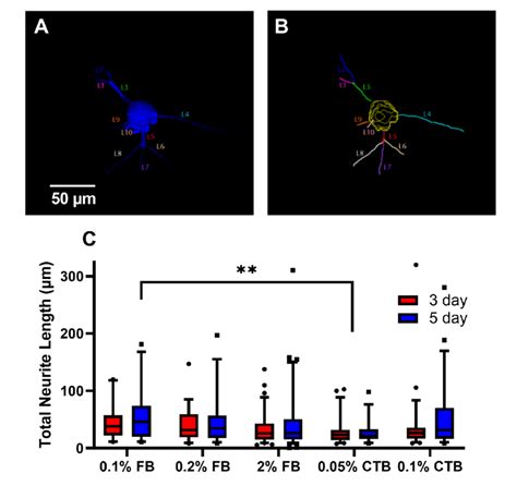 Total Neurite Length Among Tracer Protocols Of Young Mice 6 7 Weeks