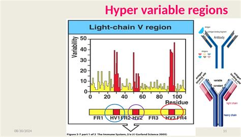 Lecture 10 Immunoglobulins Their Structure And Functionpptx