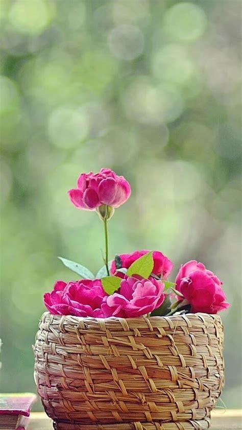 Pin By Chirapogracy On Mis Pines Guardados Rose Flower Wallpaper