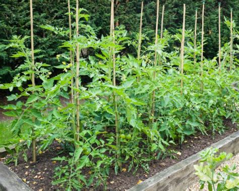 Як врятувати розсаду помідор від фітофтори під час дощів дві ключові дії Читайте на Ukr Net