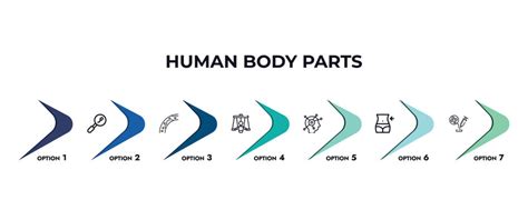 Human Abdomen 」の写真素材 8 590件の無料イラスト画像 Adobe Stock
