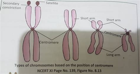 secondary constriction satellitetypes of chromosomes based on the positi