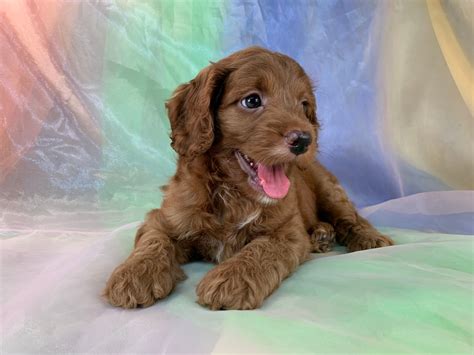 Bichon Poodles Puppies For Sale Bichon Poodle Breeder In Iowa