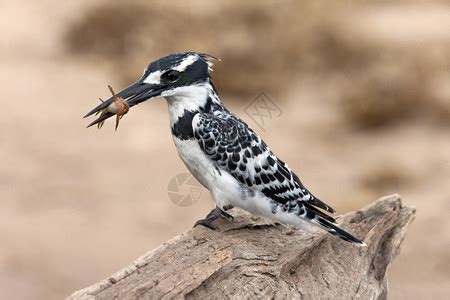 Barbetlybiustorqutus