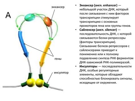 Молекулярная биология презентация онлайн
