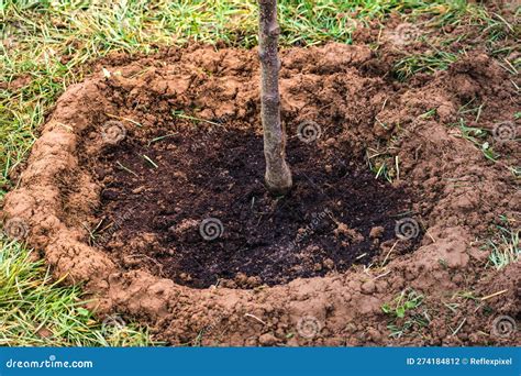 Creation Of A Basin Around A Freshly Planted Tree Trunk To Facilitate