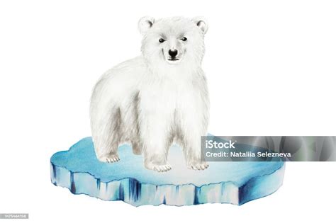 흰색 배경에 고립된 빙원에 수채화 북극백곰 손으로 그림 현실적인 북극과 남극 해양 포유류 디자이너 장식 엽서 포장지 스크랩북 표지 로고 초대장 포스터 및 섬유 개체 그룹에