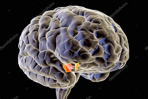 Sustancia negra del cerebro medio ilustración 3D Sustancia negra