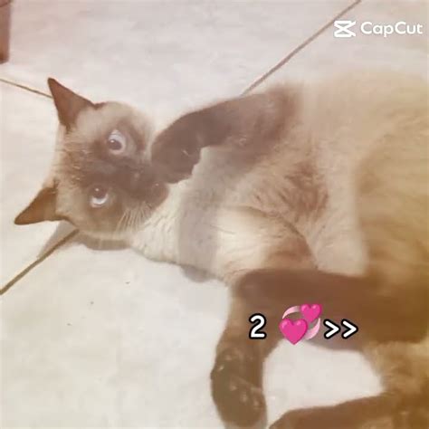 Minha Gatinha 😻 Gatos Youtube