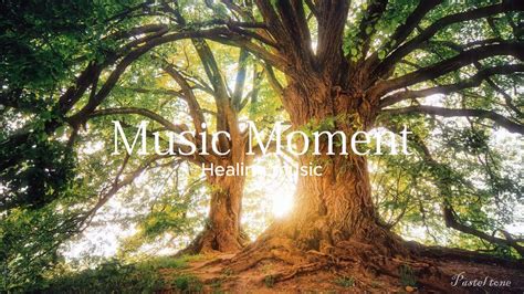 마법의 나무자는동안 지친 몸과 마음이 치유되는 음악~🌛🌞 스트레스 해소 음악명상음악힐링음악수면음악 Youtube