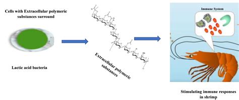 Extracellular Polymeric Substances A Review On The Roles Of