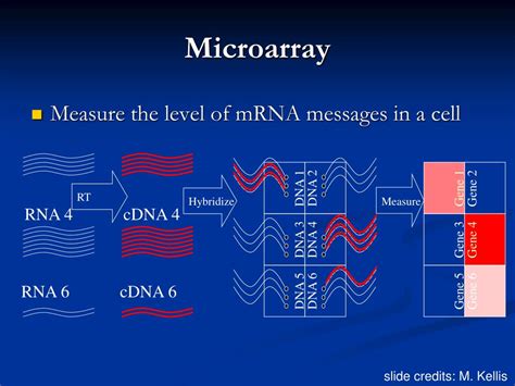 Ppt Genes Microarrays And Motifs Powerpoint Presentation Free