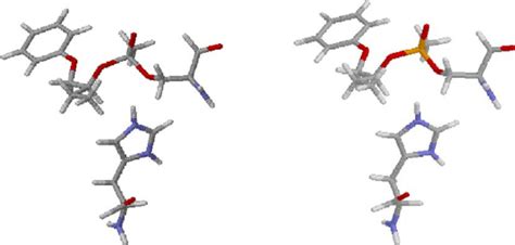 reduced two amino acid model of the s c binding mode left and its