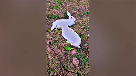 খরগোশের ভিডিও 🐇🐇 ও প্রেমের দোকানদার Youtube