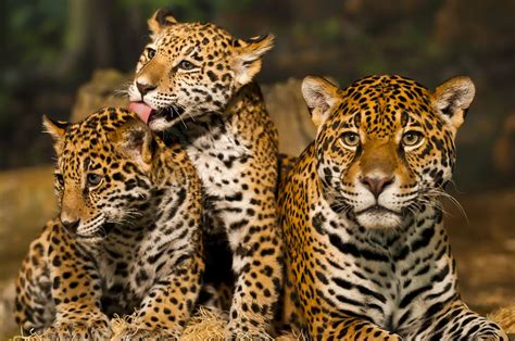 Datos Sobre El Jaguar En México Y En América Matador Network