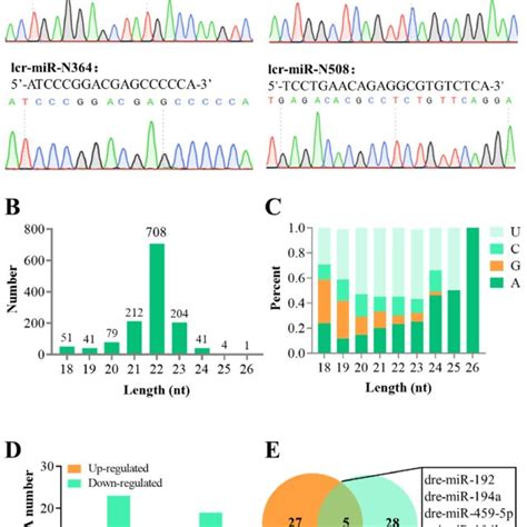Overview Of The Small Rna Seq Data A Sanger Sequencing Validation Of Download Scientific