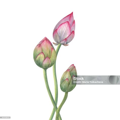 연꽃 봉오리 녹색 줄기 핑크 수련의 구성입니다 세 개의 꽃 봉오리 꽃입니다 흰색 배경에 분리된 수채화 그림 웨딩 디자인 요가