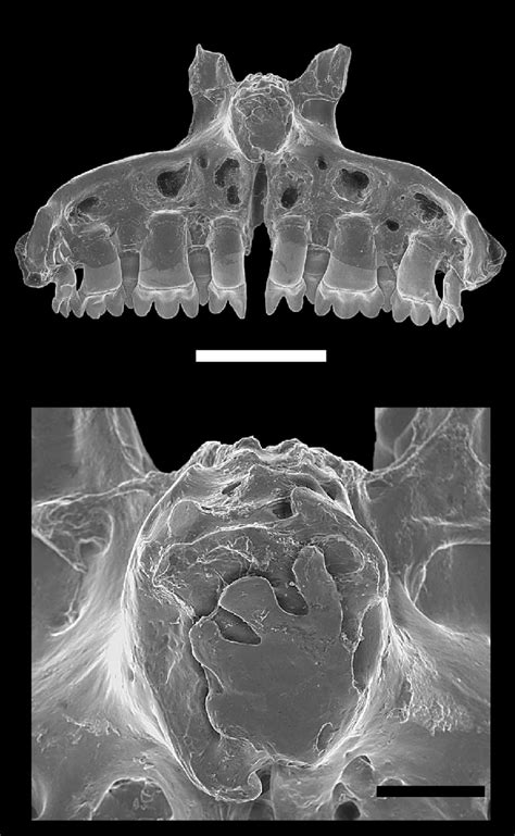 Creagrutus Cerritulus Mpeg 32941 46 0 Mm Sl Lingual View Of The