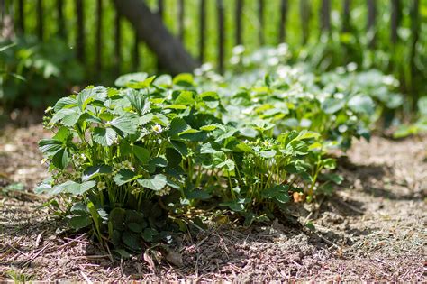 Garten Erdbeere Fragaria X Ananassa Bild Kaufen 13738173