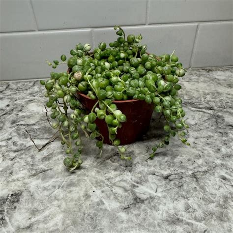 Sedum Versadense Korean Succulent Succulent Plant Etsy