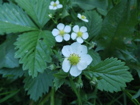 Wildobst Im Eigenen Garten Fragaria Vesca Var Vesca Wald Erdbeere