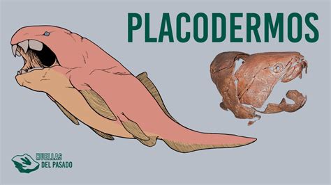 Placodermos Youtube Placodermos Youtube