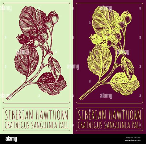 Vector Drawing Siberian Hawthorn Hand Drawn Illustration The Latin