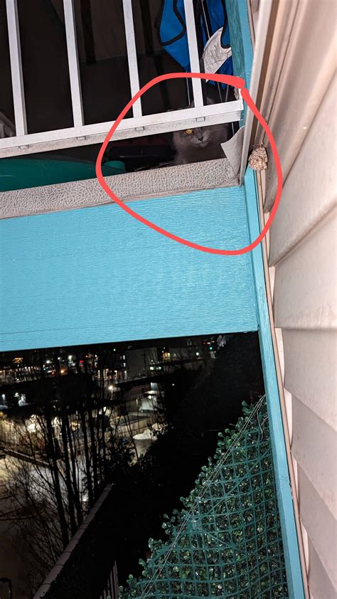 My Upstairs Neighbours Left Their Cat Outside In Near Freezing