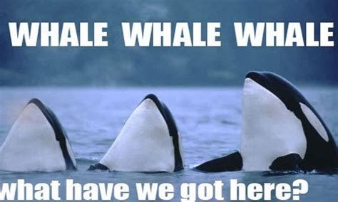 Funny Fish Puns
