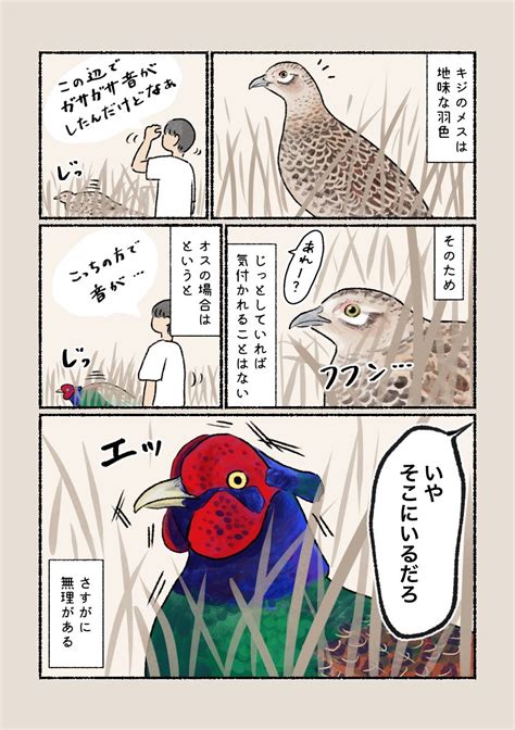 同じキジなのに」 メスが地味なのは天敵に見つかりづらくするため。オスが派手なのはその方がメスにモテるからです。 」𝚙𝚒𝚛𝚘 𝚙𝚒𝚛𝚘
