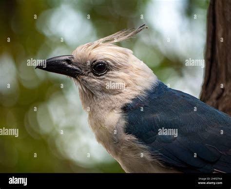 Leucistic White Throated Magpie Jay Calocitta Formosa Calocitta