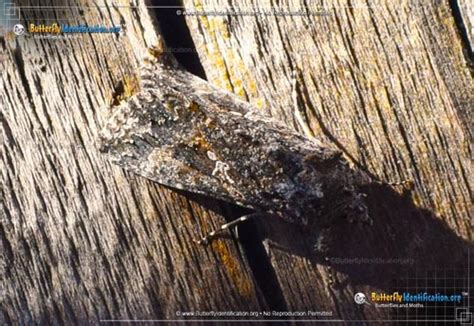 Cabbage Looper Moth