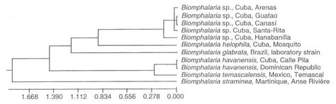 Upgma Phenogram Of 11 Populations Of Biomphalaria Using Neis